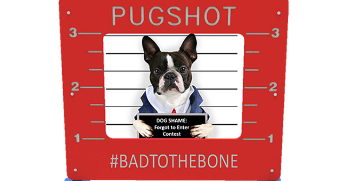 Pug Shot Photo Booth Panel for Dog Park | BarkPark